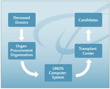 Organ Allocation Process | The Organ Donation and Transplantation Alliance