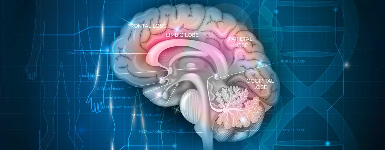 Brain Death Pronouncement | The Organ Donation and Transplantation Alliance