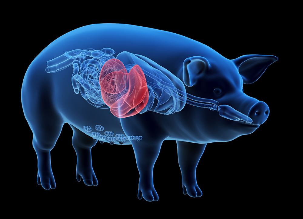 Xenotransplantation Facilities | The Organ Donation and Transplantation ...